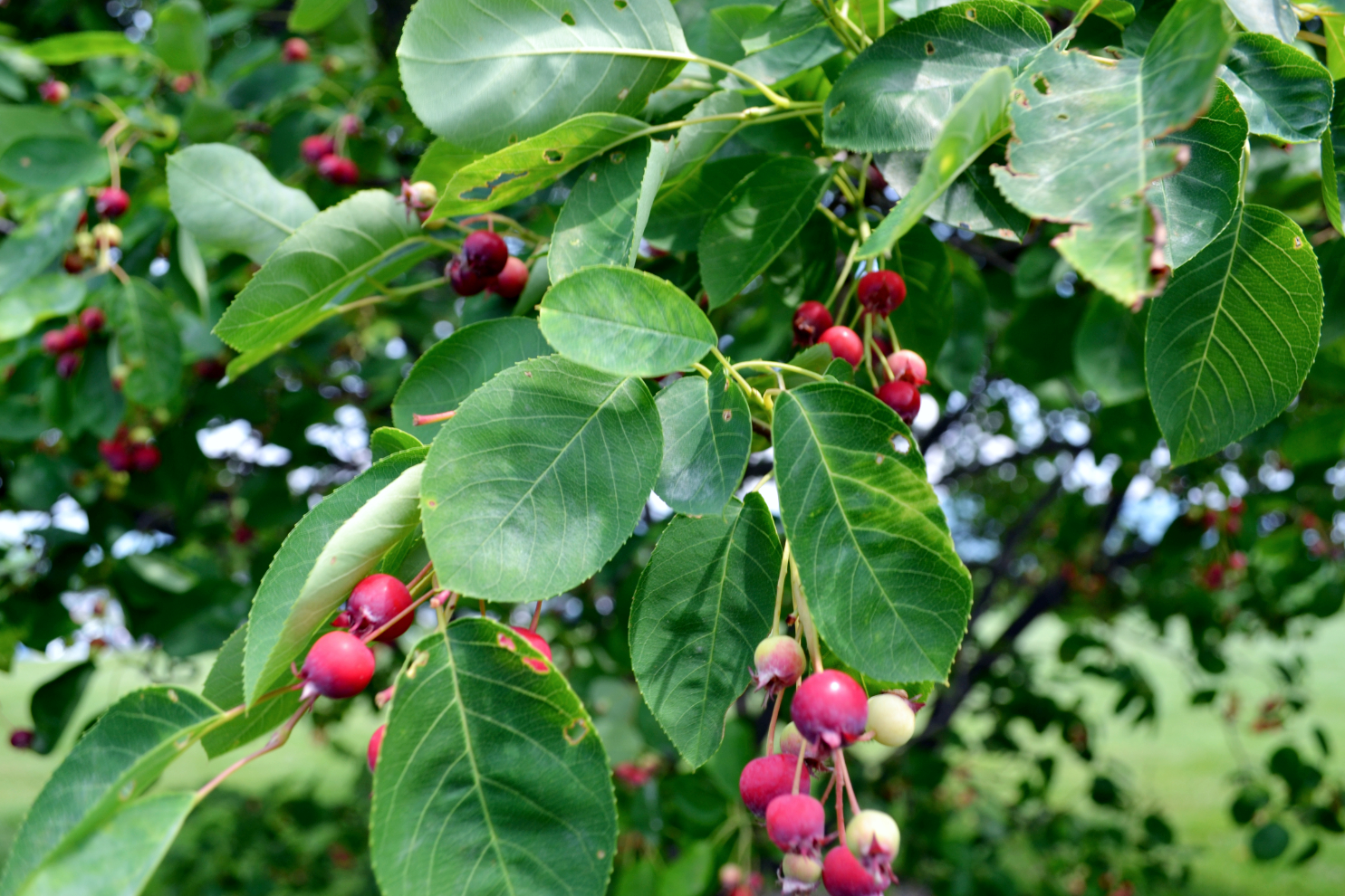 serviceberry fruit | News, Sports, Jobs - The Express